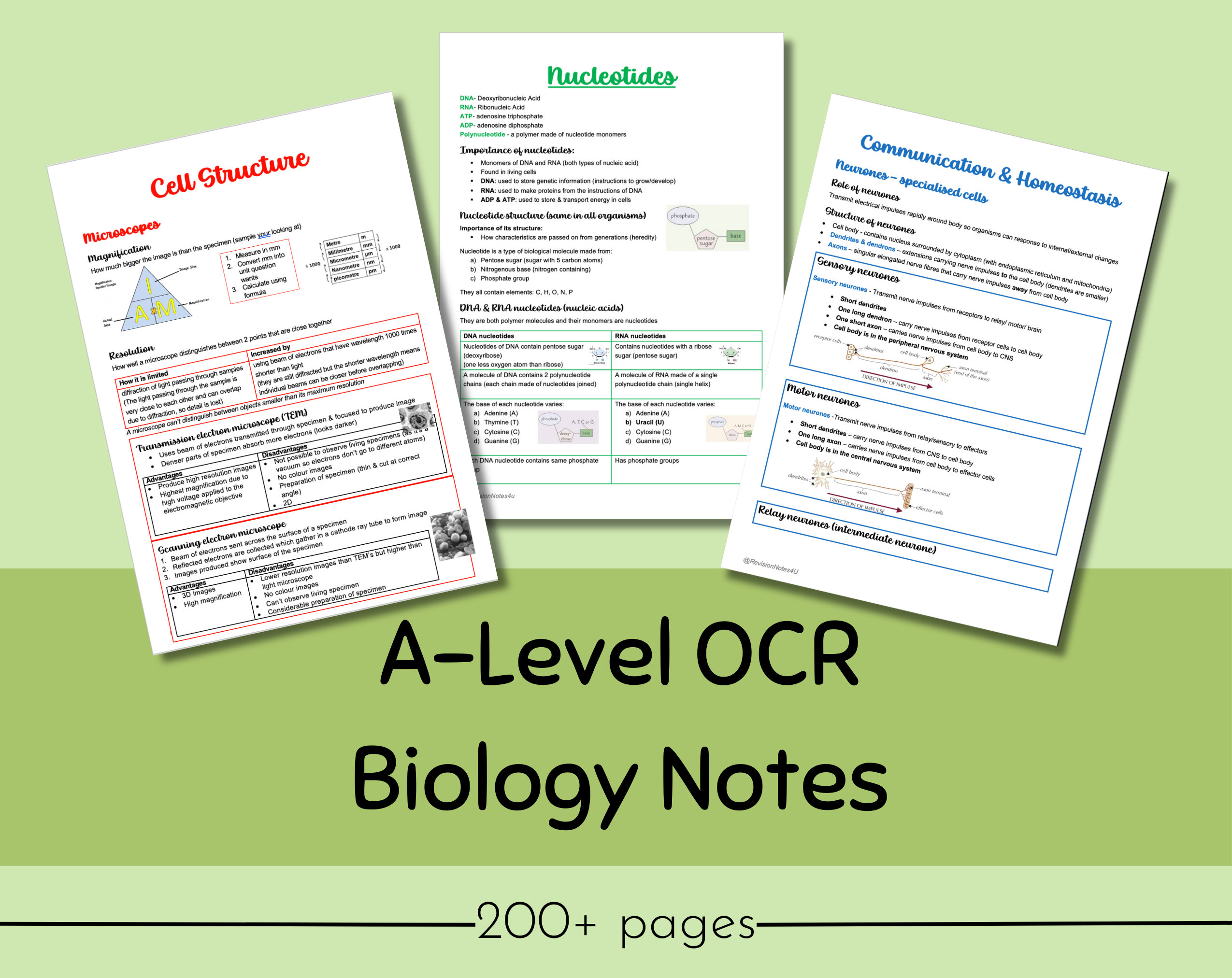 OCR A-level Biology Revision Notes Year 1 2 - Etsy