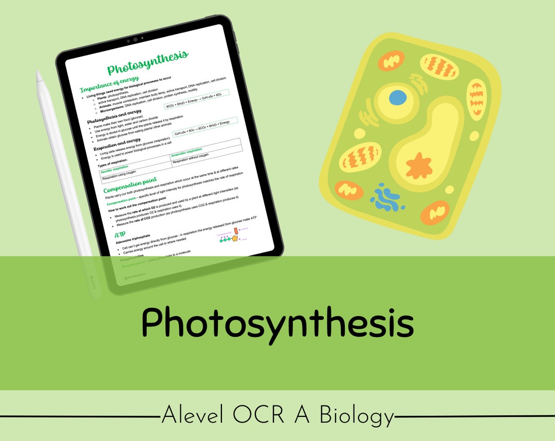 OCR A A-level Biology Photosynthesis Revision Notes - Etsy UK