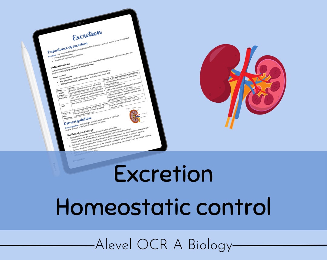 OCR A A-level Biology Excretion Revision Notes - Etsy
