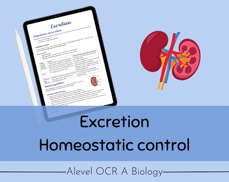 OCR A A-level Biology Excretion Revision Notes - Etsy