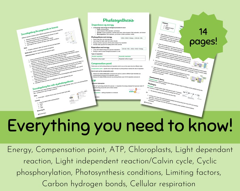 OCR A A-level Biology Photosynthesis Revision Notes - Etsy