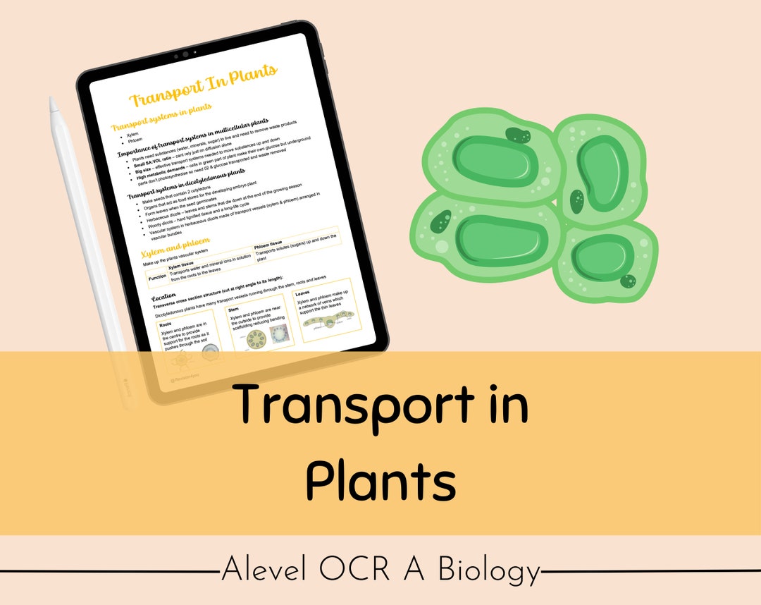 OCR A A-level Biology Transport in Plants Revision Notes - Etsy