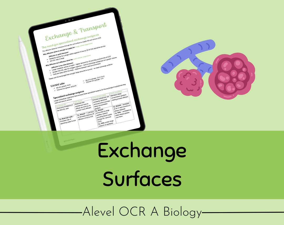 OCR A A-level Biology Exchange Surfaces Revision Notes - Etsy