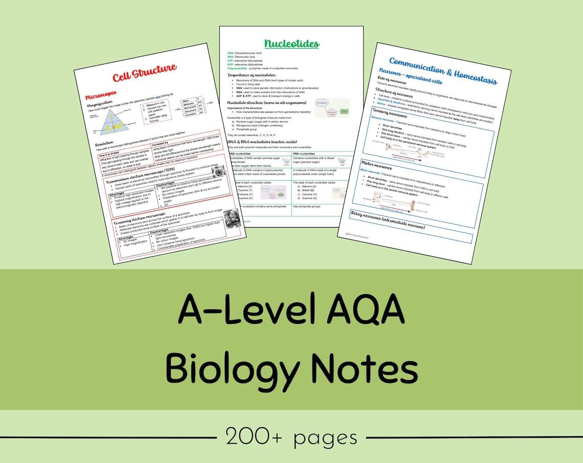 OCR A-level Biology Revision Notes Year 1 + 2 - Etsy