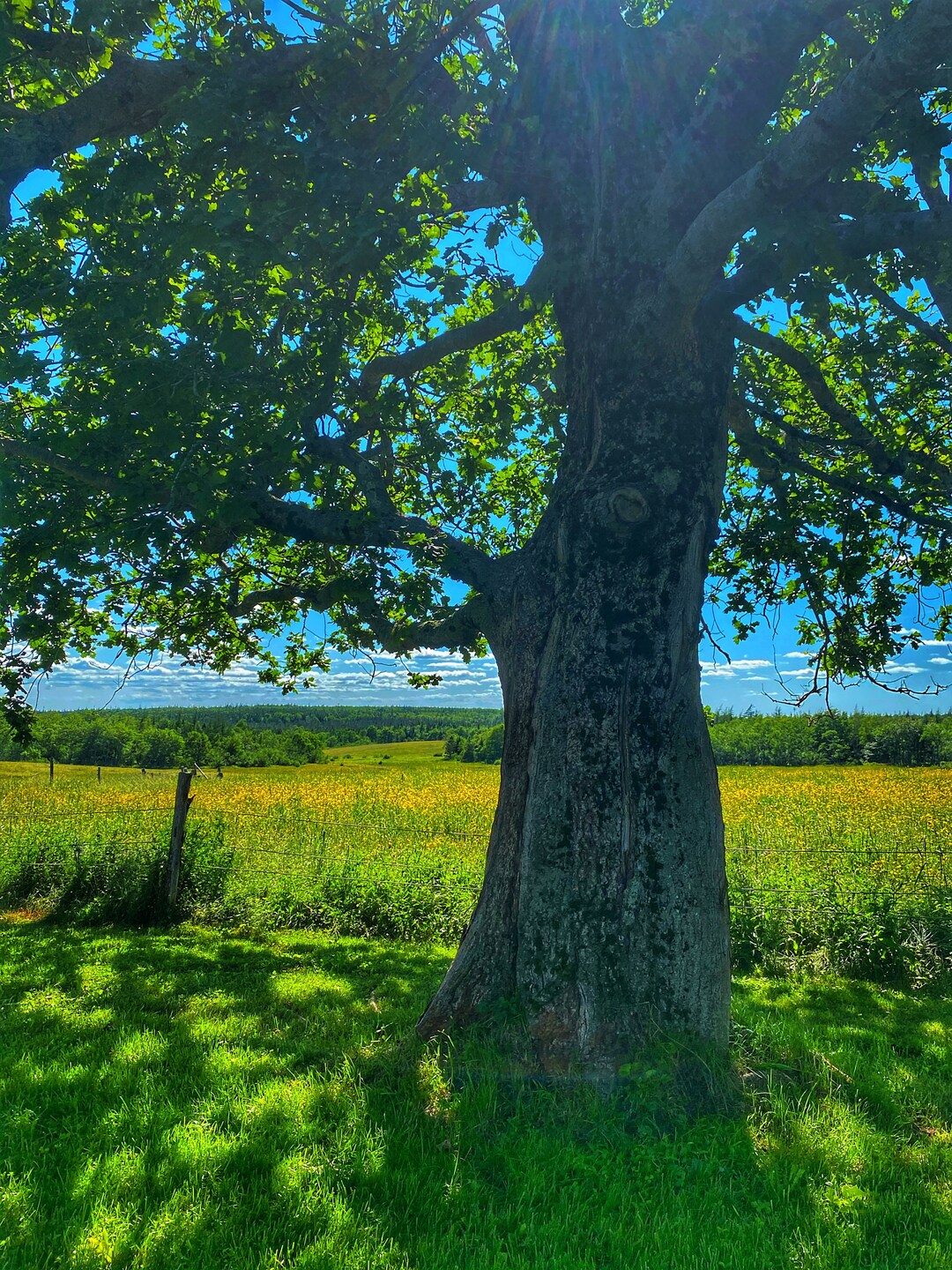 Digital Download the Oak Tree - Etsy