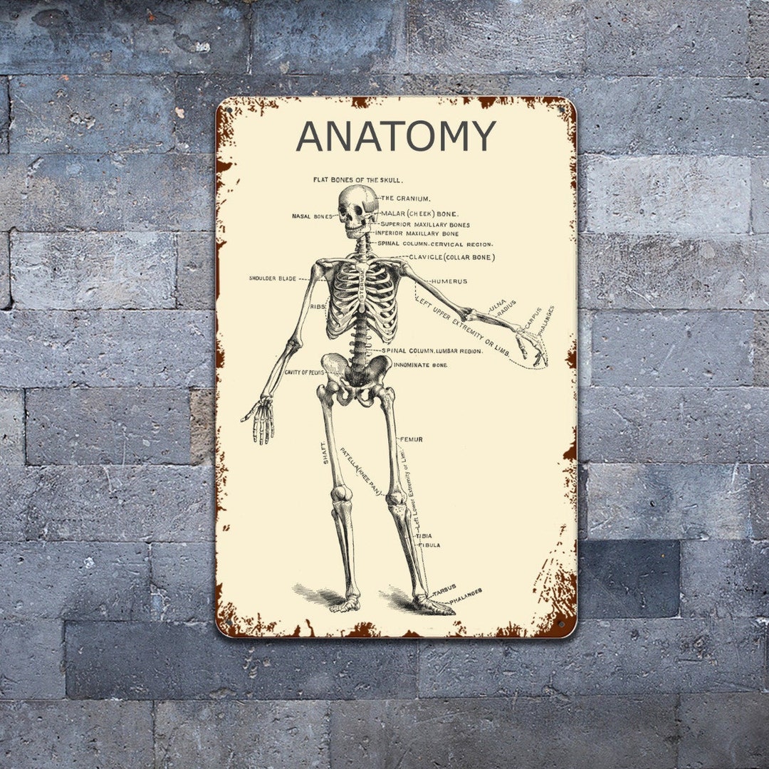 Vintage Style Antique Human Skeleton Tin Sign Art, Waterproof, Anti ...