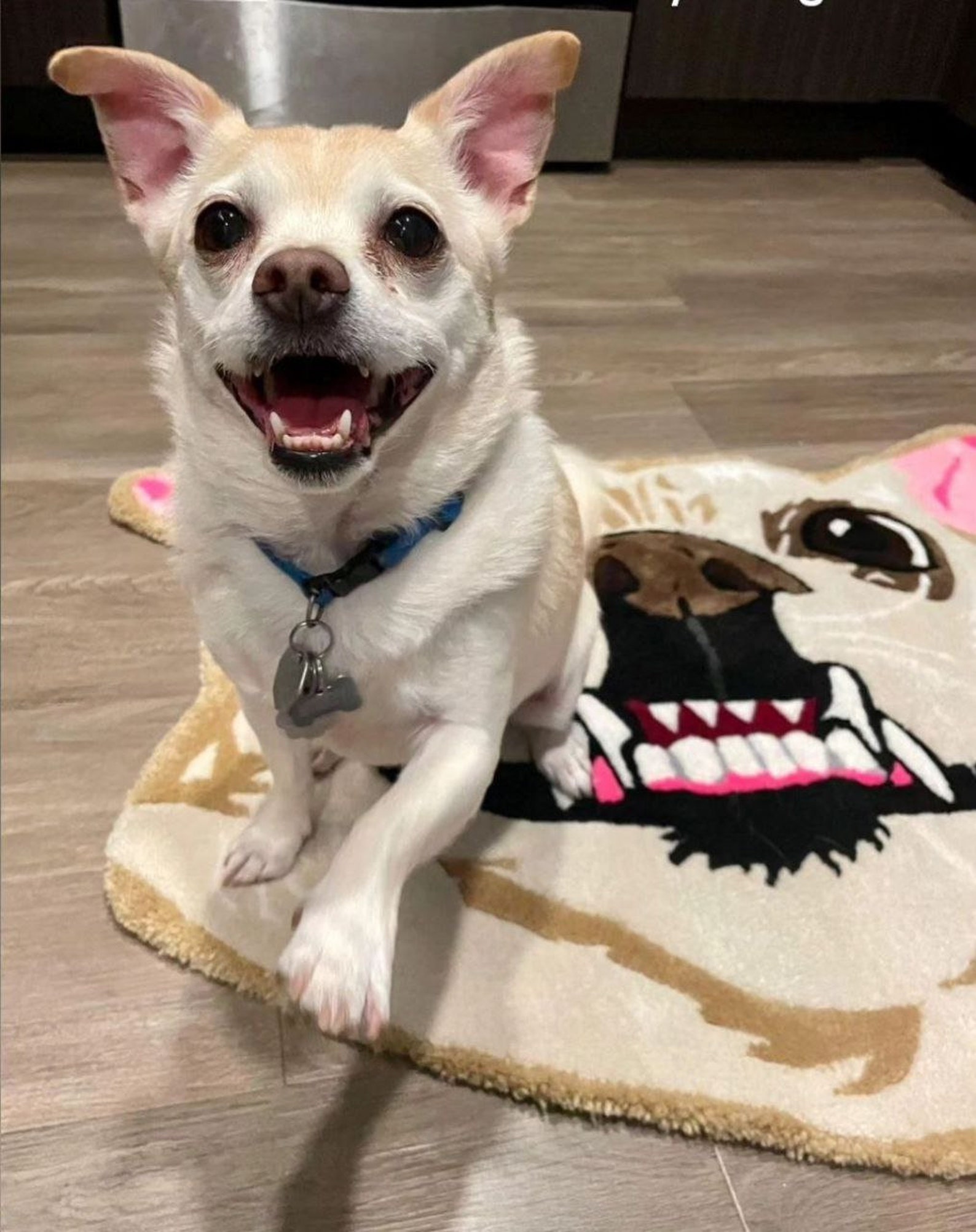 Custom Pet Portrait Handmade Rug - Etsy