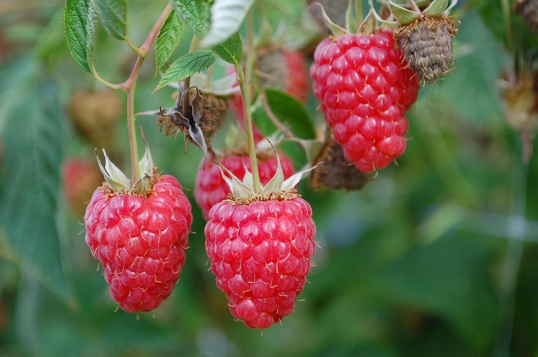 Caroline Raspberry Organic Plant Start – Sweet Everbearing Red Variety ...