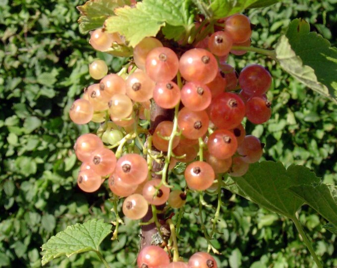 Organic Pink Champagne Currant Rooted Cutting for Mid-late June ...