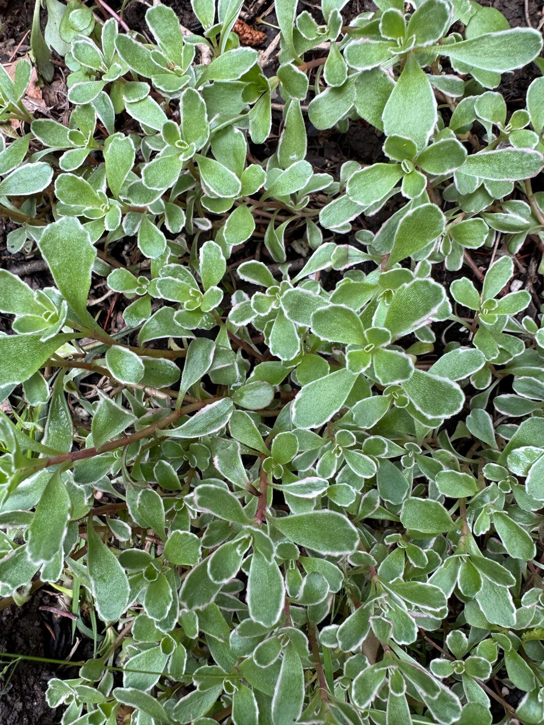Sedum Tricolor Live Plant in 4” Pot | Organic | Colorful Low ...