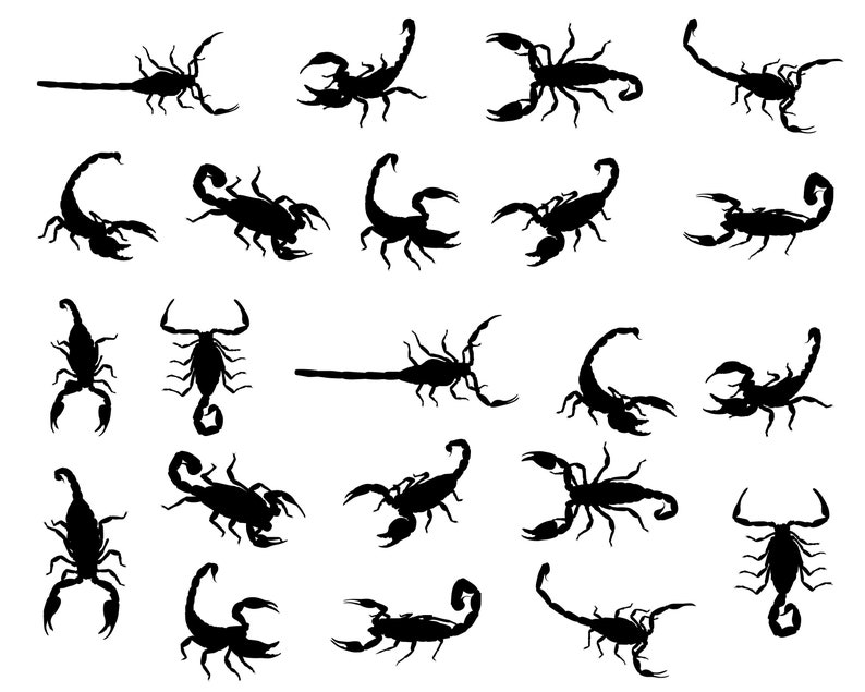 Scorpion SVG Bundle PNG Scorpion Silhouette Scorpion - Etsy