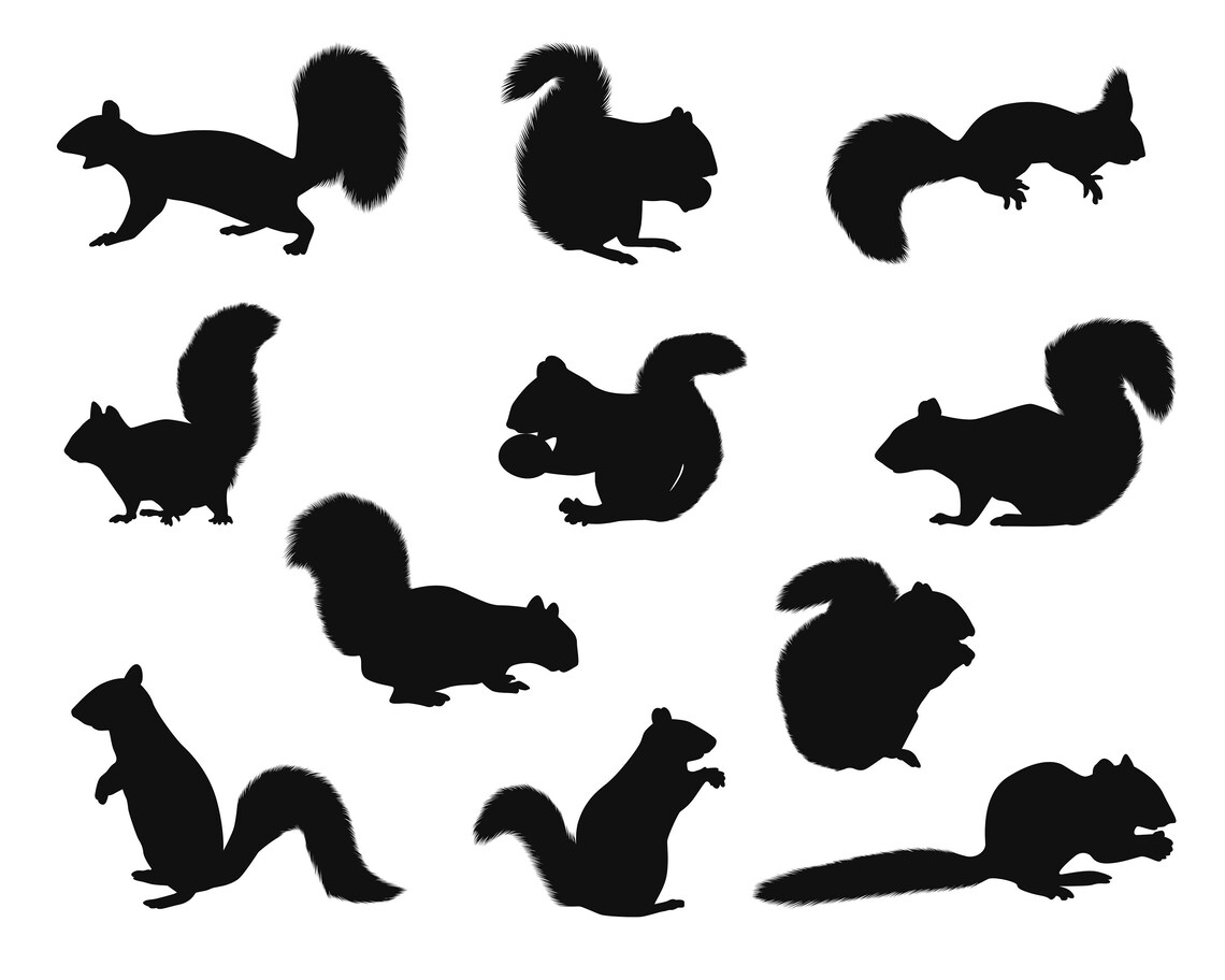 Squirrel SVG Bundle PNG Squirrel Clipart Squirrel Vector - Etsy