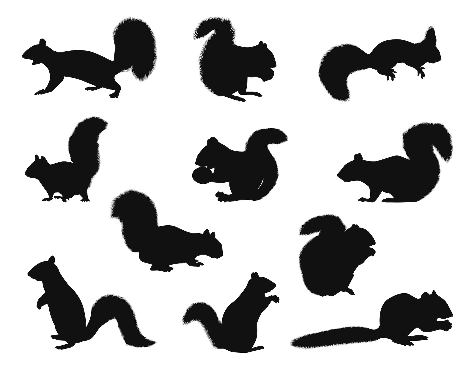 Squirrel SVG Bundle PNG Squirrel Clipart Squirrel Vector - Etsy
