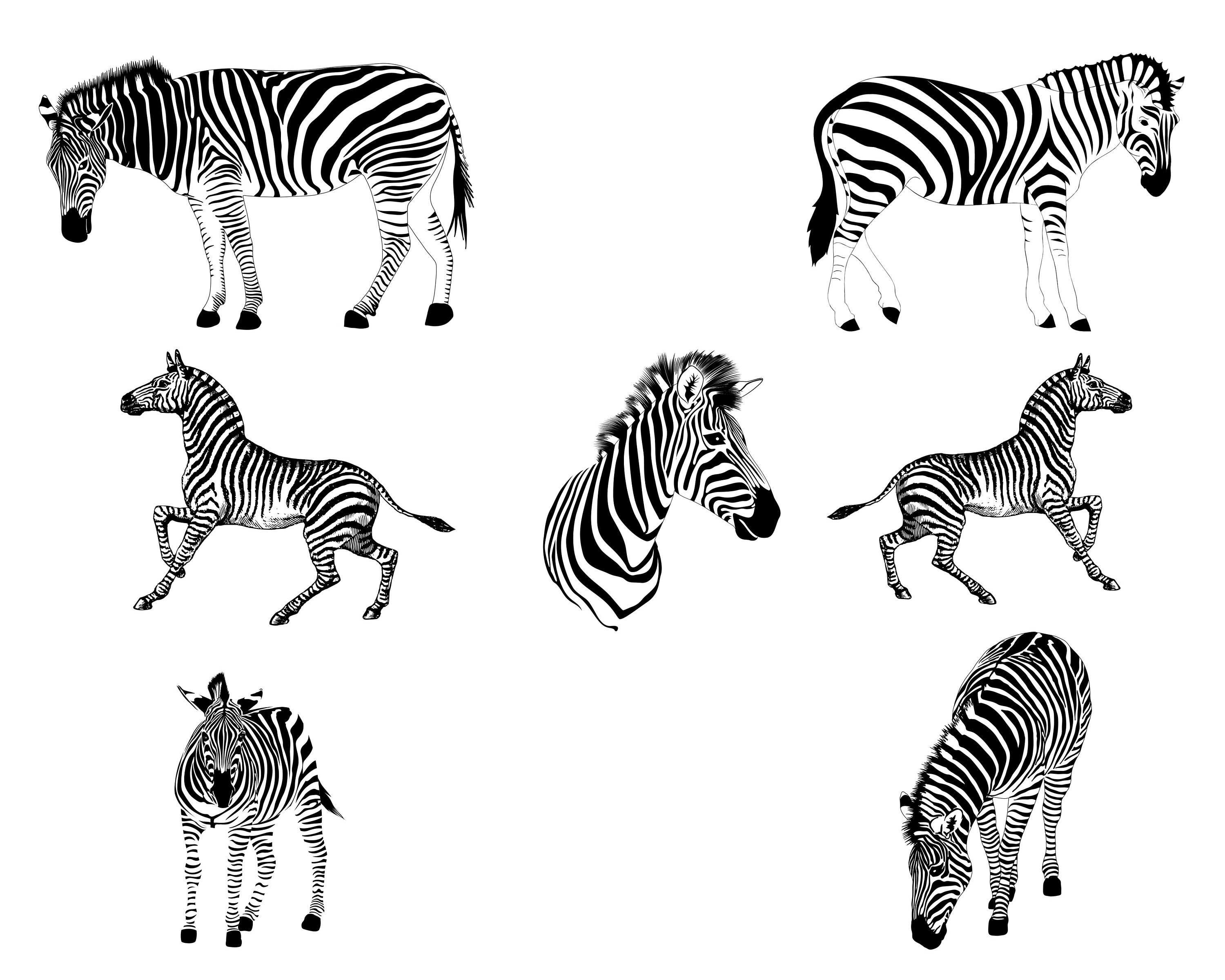 Zebra SVG Bundle, PNG, Zebra Head Svg, Zebra Cut Files, Zebra Printable, Zebra Silhouette, Cut ...