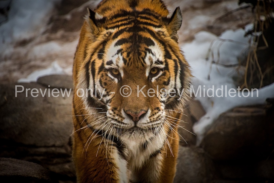 Tiger in the Fog | DIGITAL DOWNLOAD | Wildlife Photography | Portrait ...