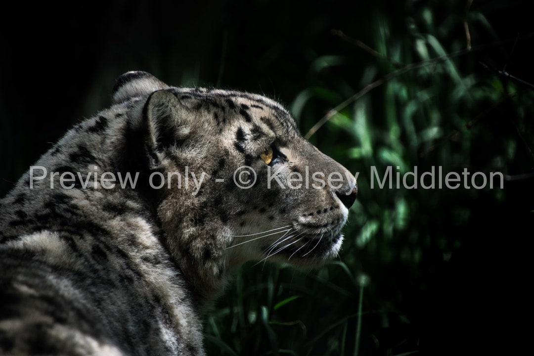 Snow Leopard | DIGITAL DOWNLOAD | Photography | Nature | Wildlife ...