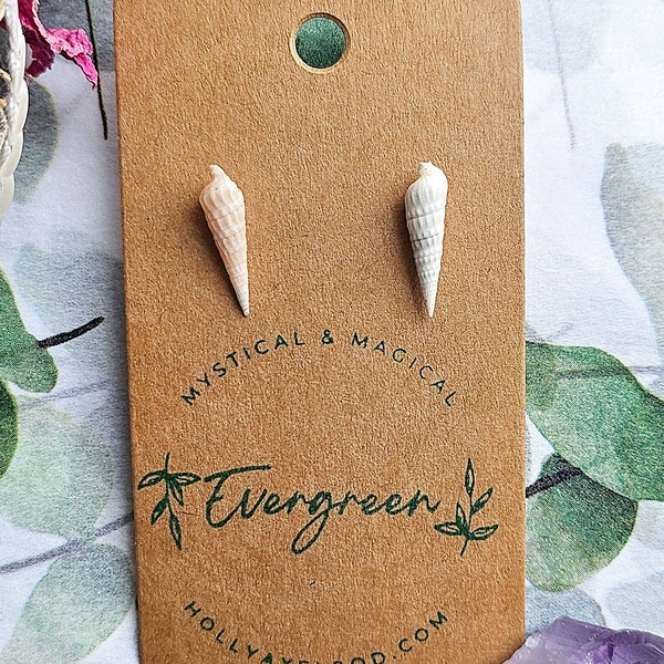 Real Seashells - Etsy