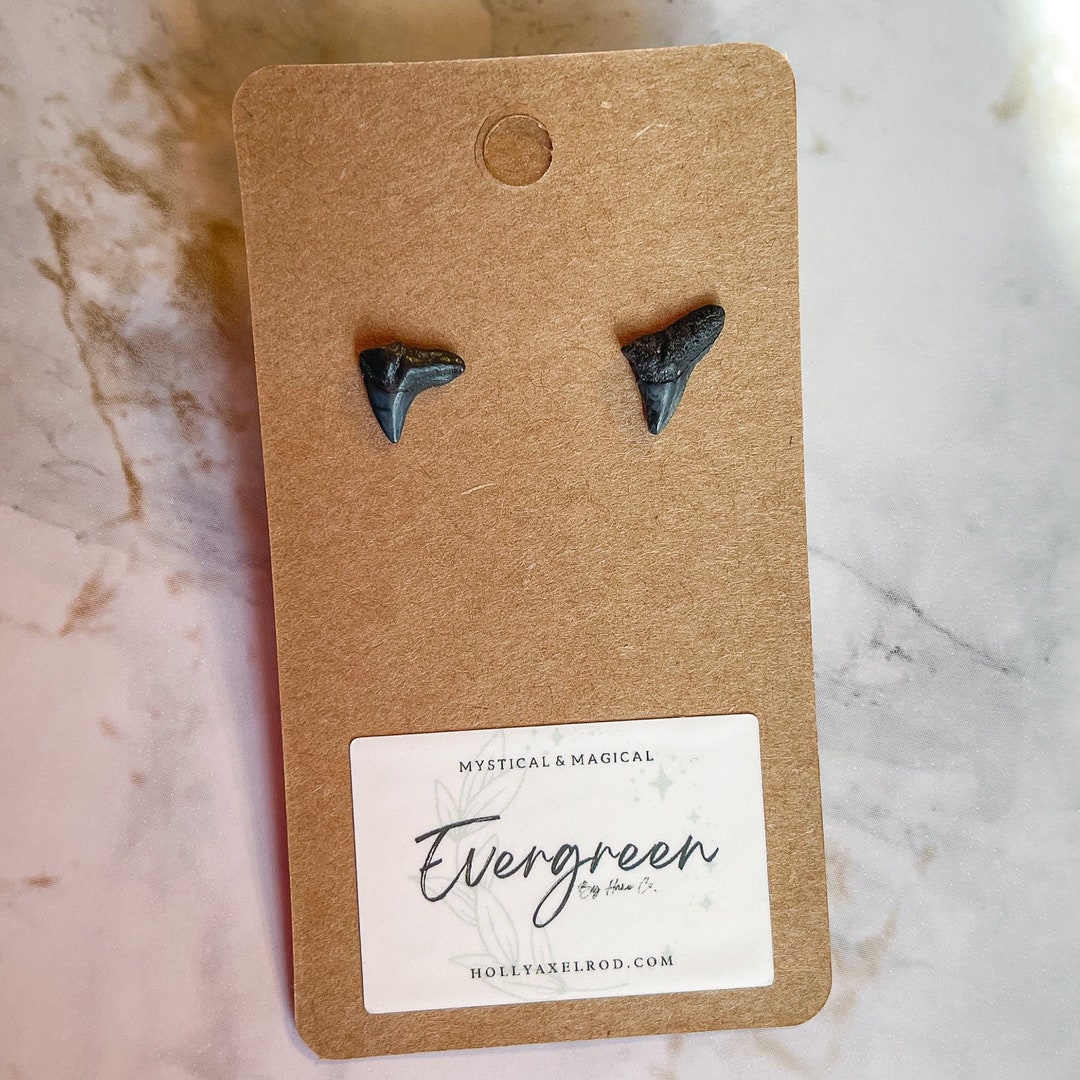 Real Shark Teeth Studs Genuine Shark Teeth Earrings - Etsy
