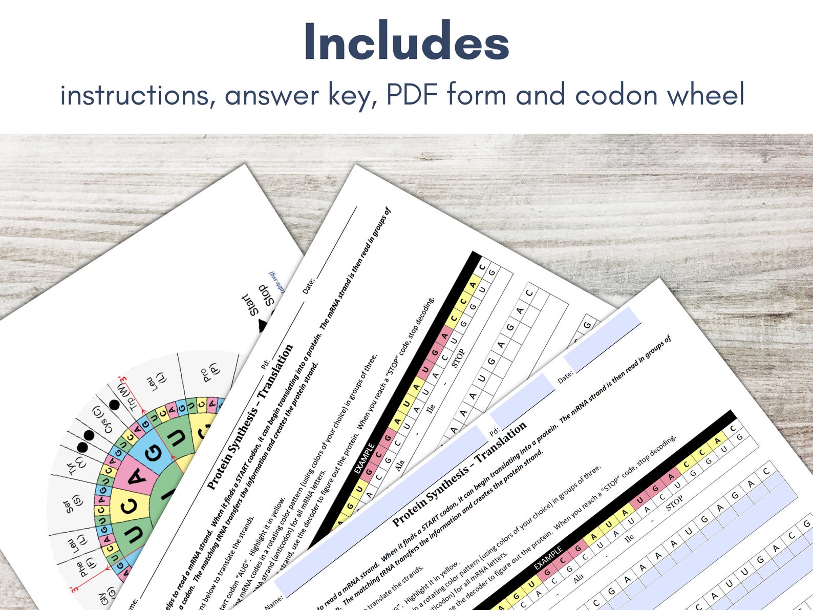 Protein Synthesis Translation Worksheet | Printable and Digital | High ...