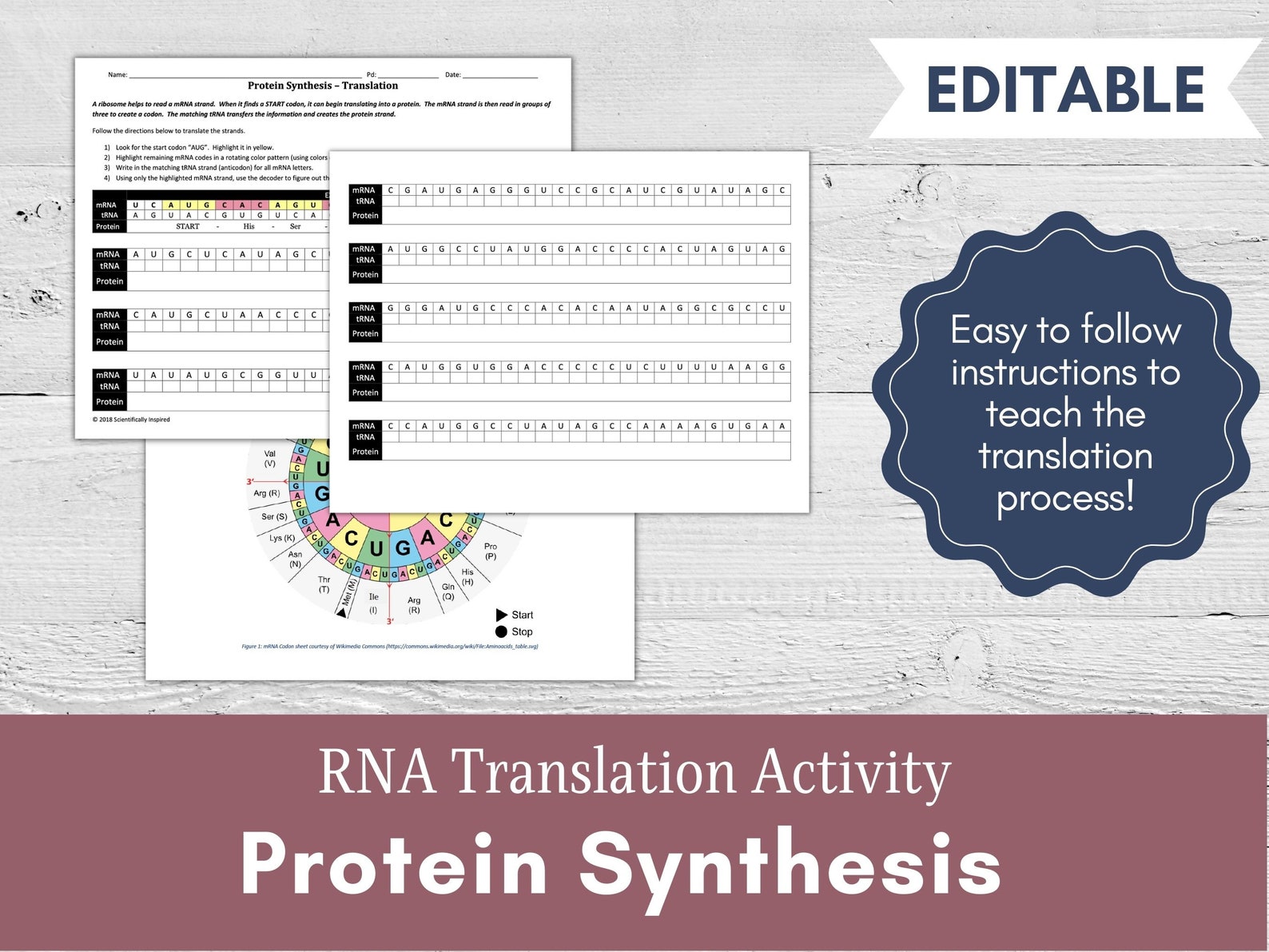 Protein Synthesis Translation Worksheet Printable and Digital High ...
