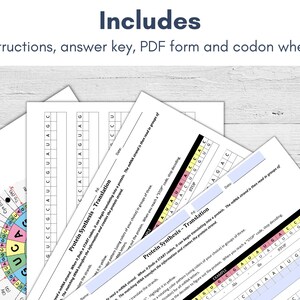 Protein Synthesis Translation Worksheet Printable and - Etsy