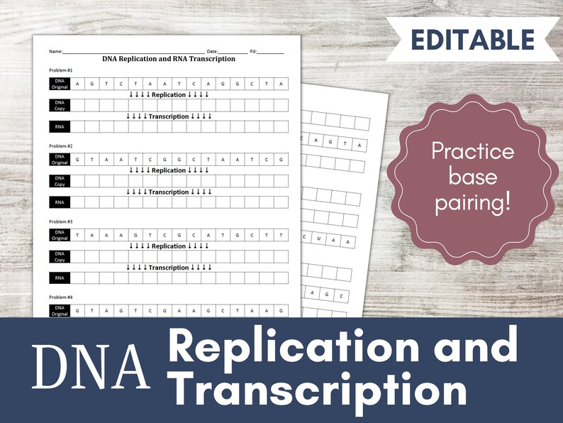 DNA Replication and Transcription Worksheet Activity - Etsy