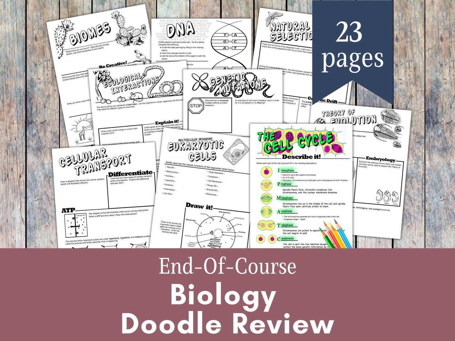 Biology Doodle Notes Review | End of Course | 23 Pages of Questions and ...