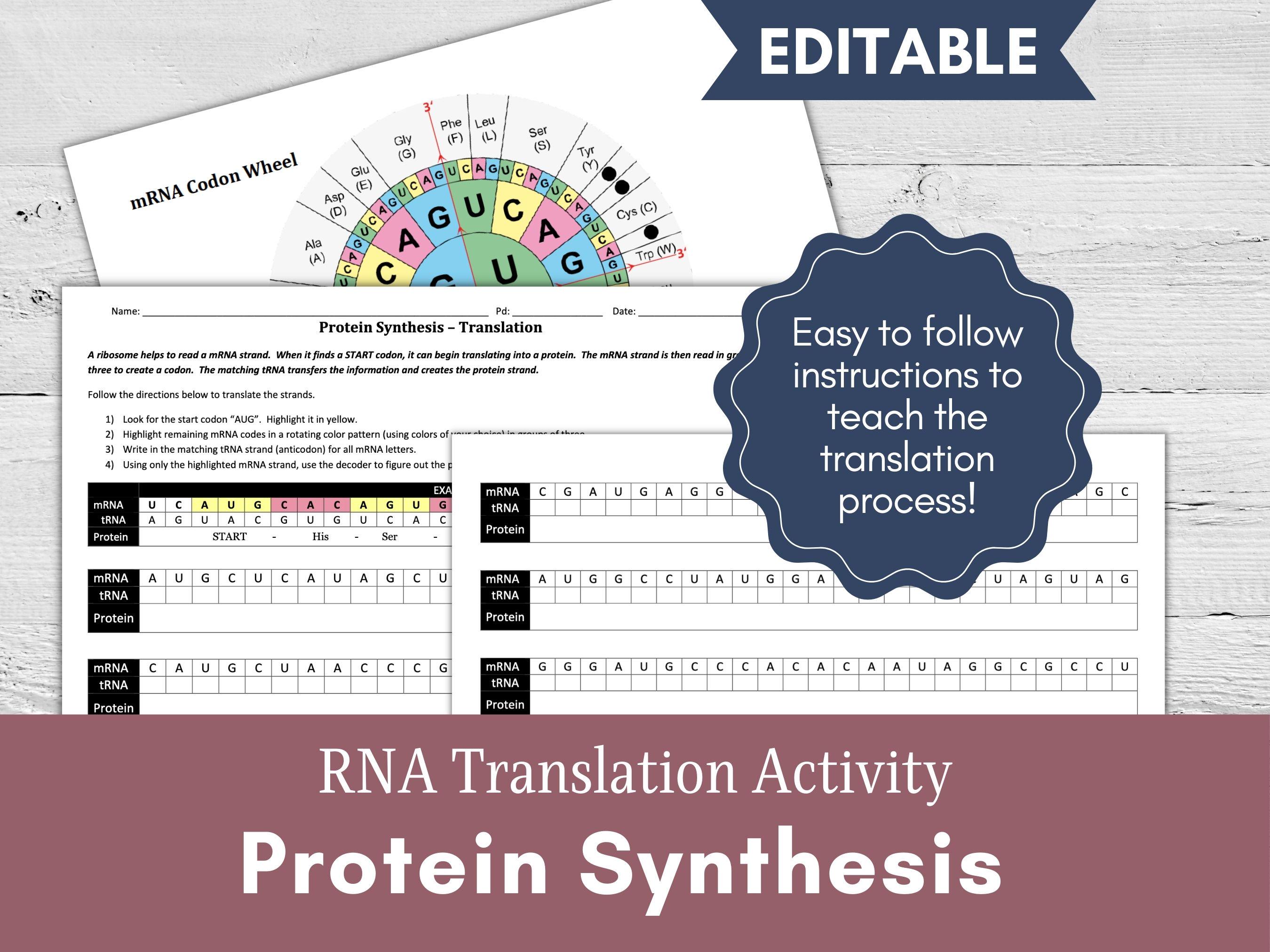 Protein Synthesis Translation Worksheet | Printable and Digital | High ...