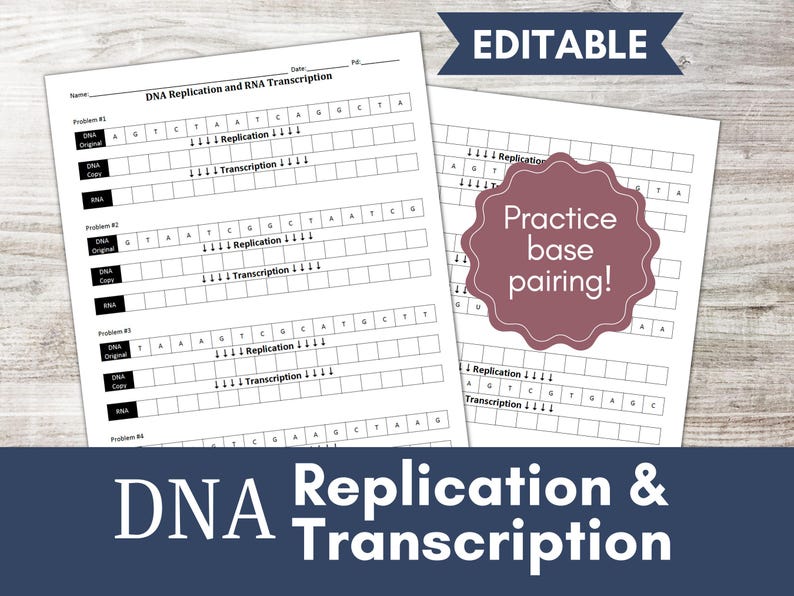 DNA Replication and Transcription Worksheet Activity | Practice Base ...