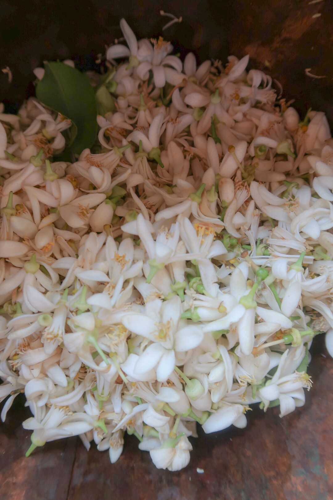 NEROLI / Bitter Orange Blossoms Hydrosol / Plant Water / гидрозоль ...