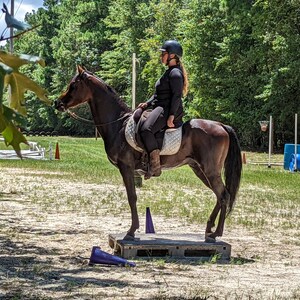 Bridleless Bit and Reins - Etsy