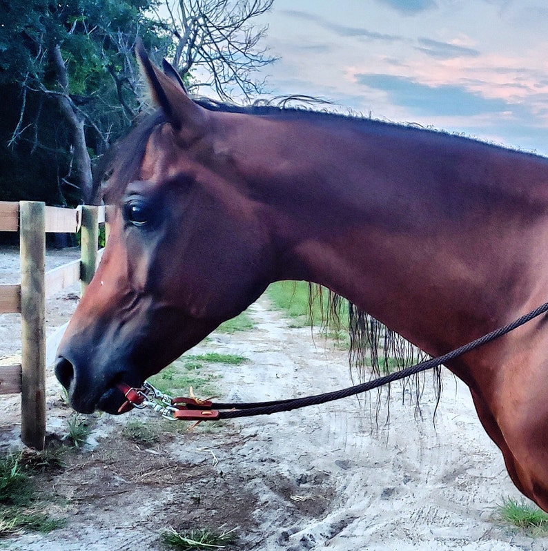 Bridleless Bit and Reins - Etsy