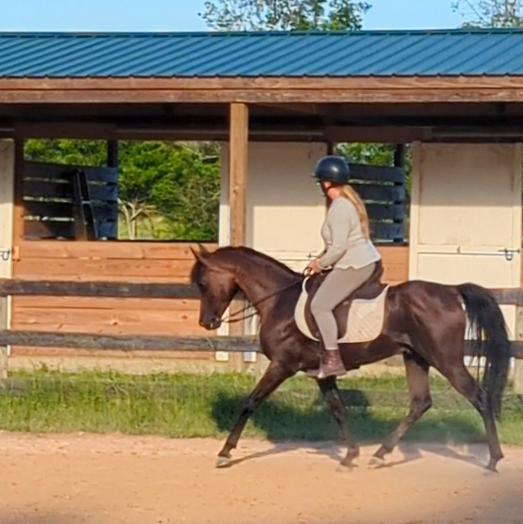 Bridleless Bit and Reins - Etsy