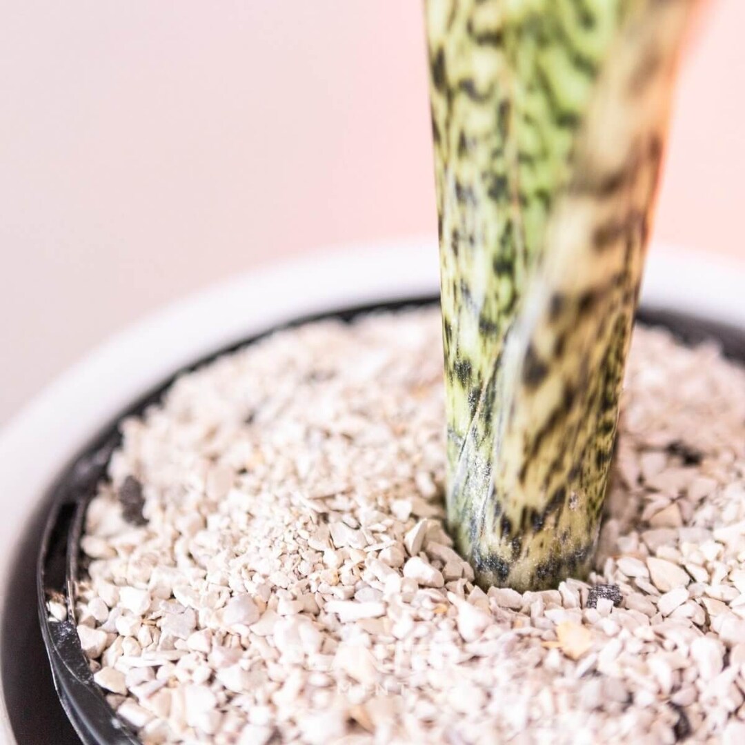 Fungus-gnats Shield: Non Toxic - Etsy