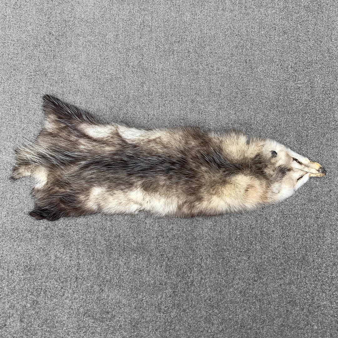 Nice Soft Tanned Possum Pelt Animal Fur Taxidermy Oddity Man Cave Cabin ...