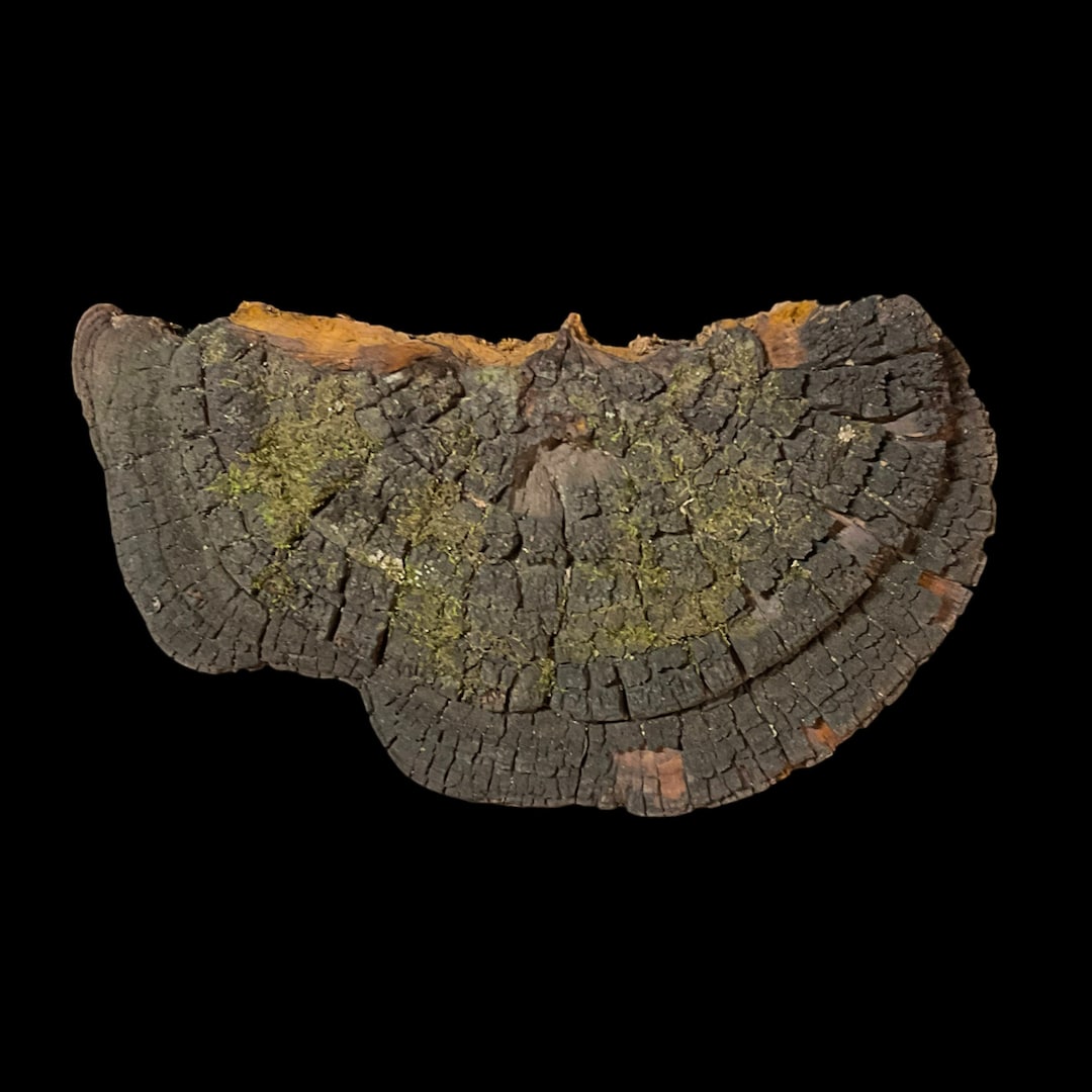 Tree Conk Shelf Mushroom Fungus Artist Craft Supply Natural Vintage ...