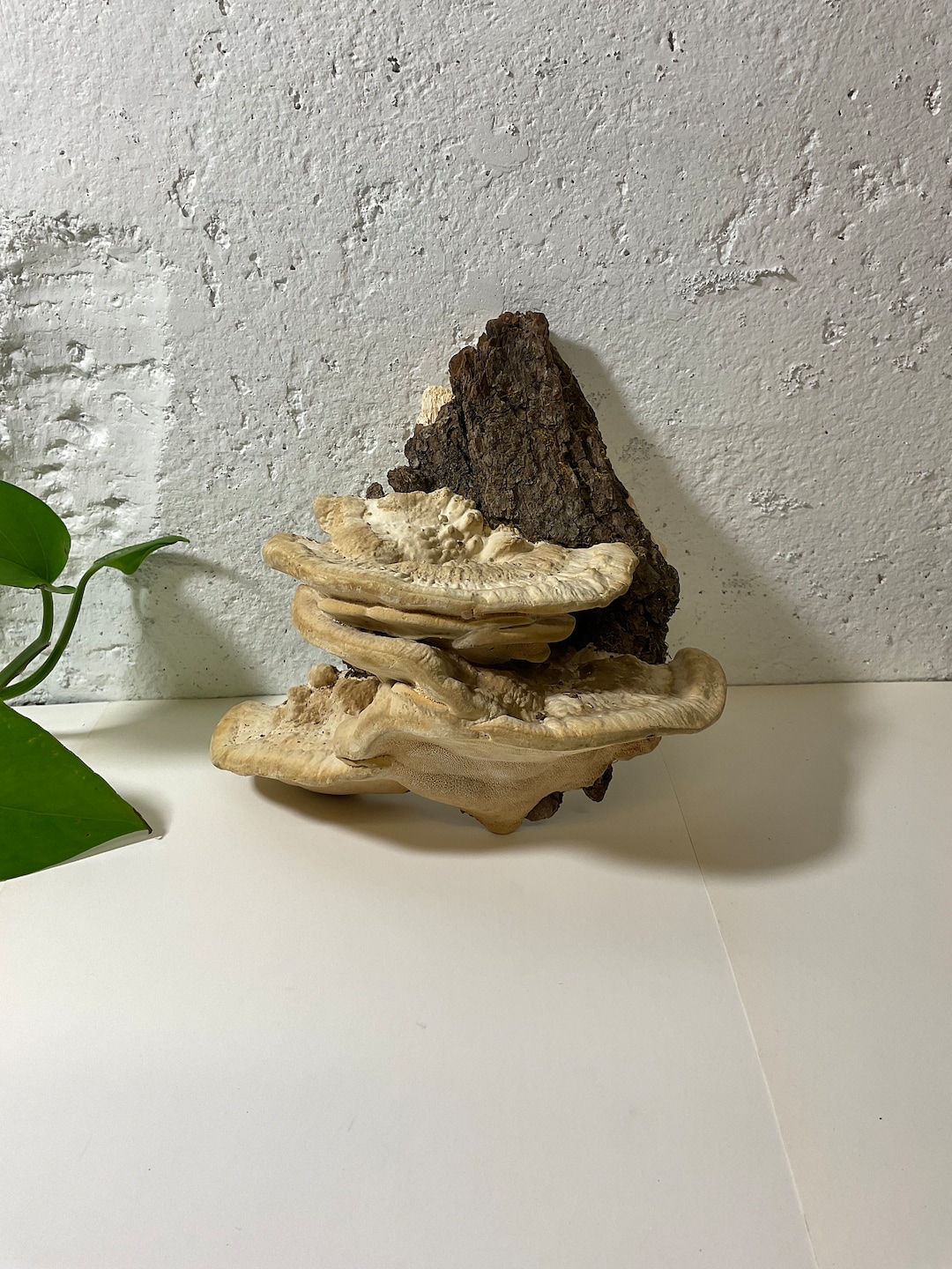 Natural Dried Polypore Shelf Mushroom Cluster With Bark - Etsy