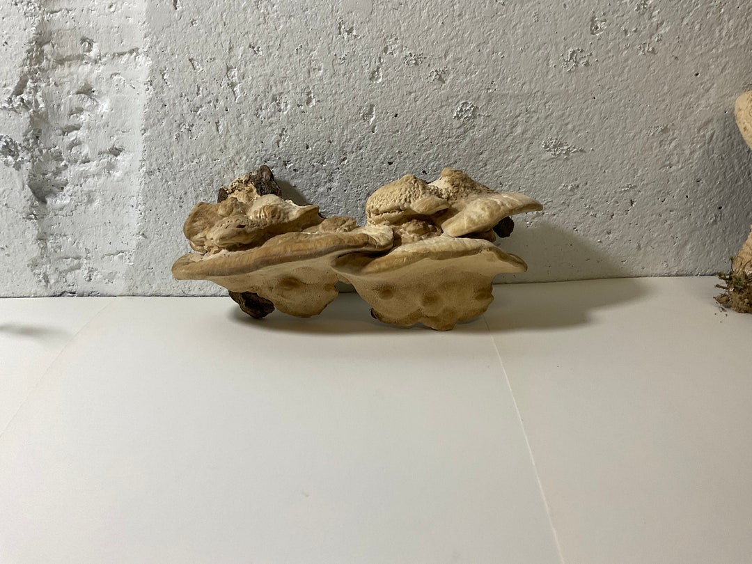 Natural Dried Polypore Shelf Mushroom Cluster - Etsy