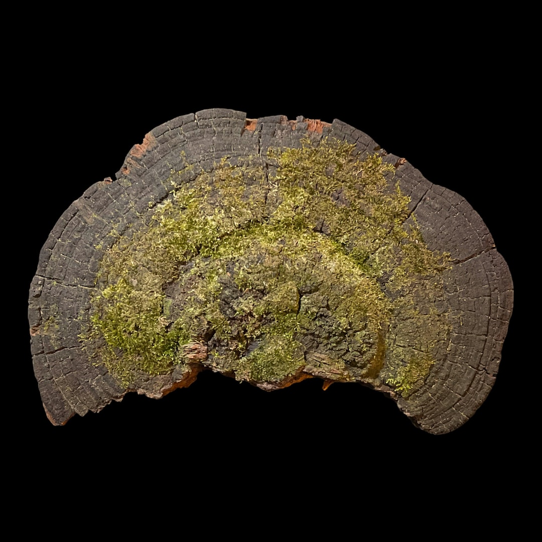 Tree Conk Shelf Mushroom Fungus Artist Craft Supply Natural Vintage ...