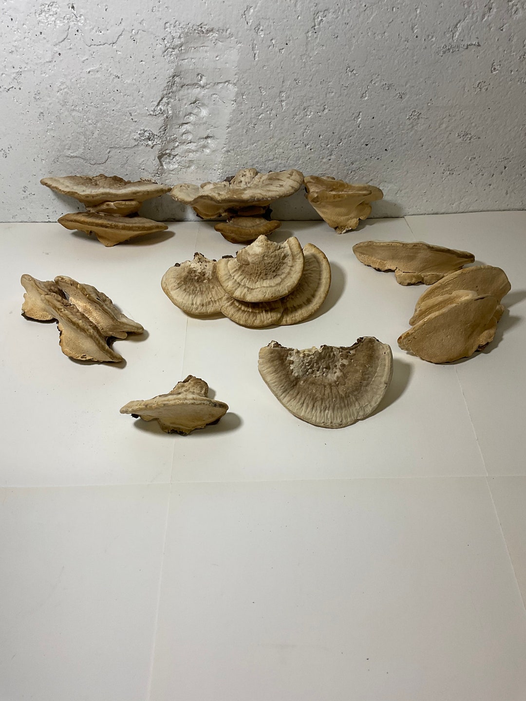 Large Set of 9 Natural Dried Polypore Shelf Mushrooms - Etsy