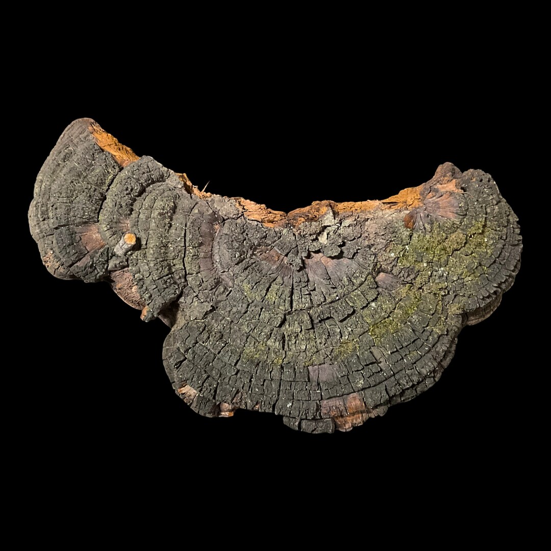 Tree Conk Shelf Mushroom Fungus Artist Craft Supply Natural Vintage ...