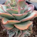 Rare Echeveria Atlantis Succulent Cluster - Etsy