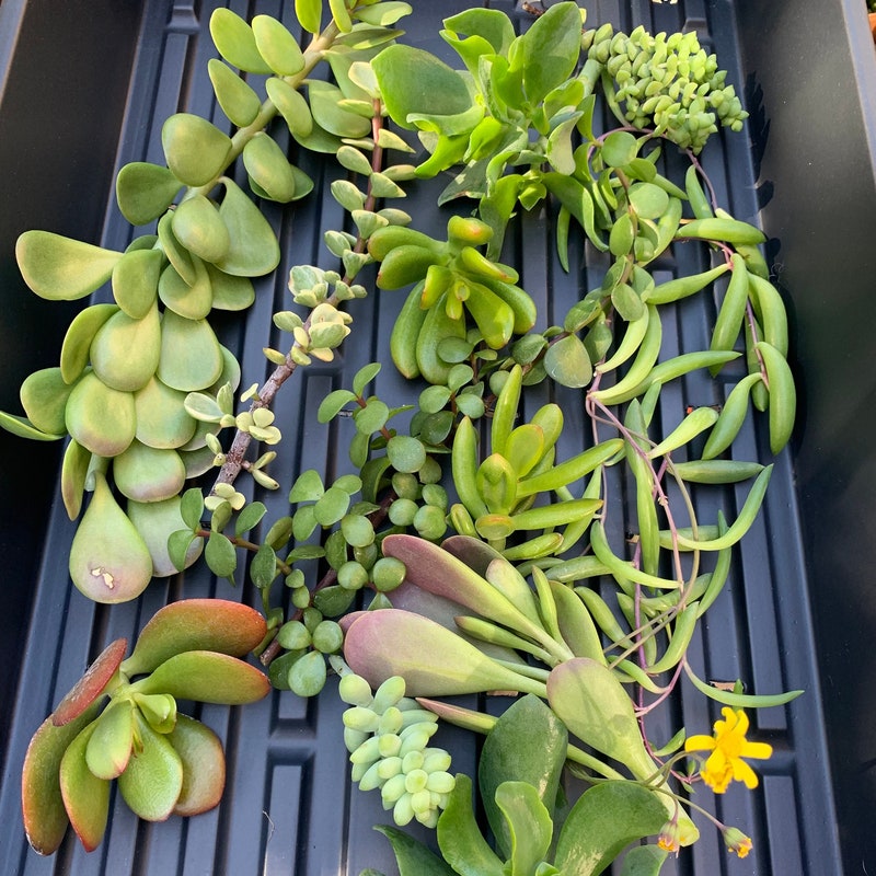 Trailing Succulents - Etsy