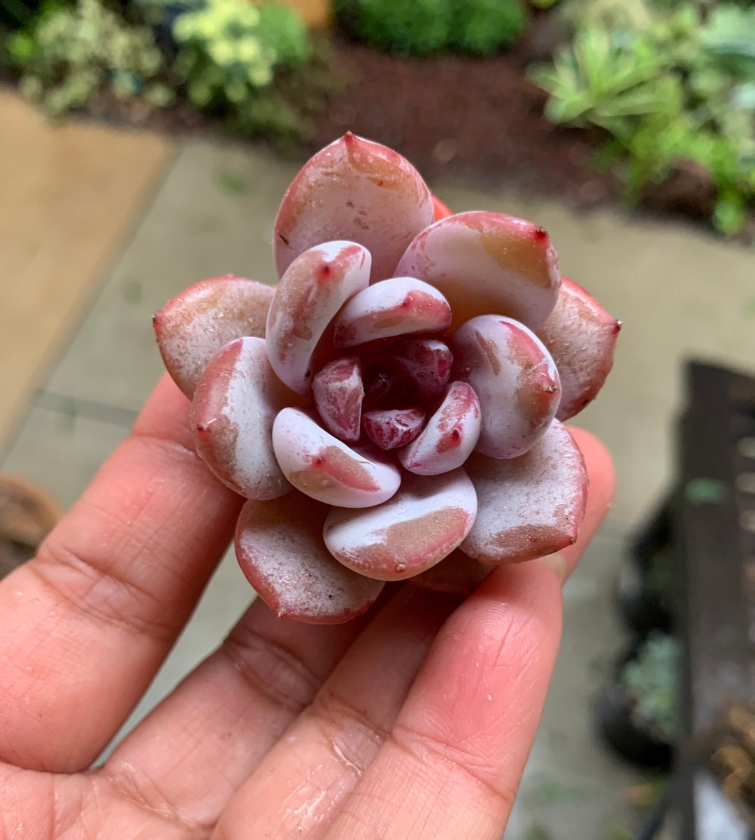 Echeveria Snow Angel imported Succulent - Etsy