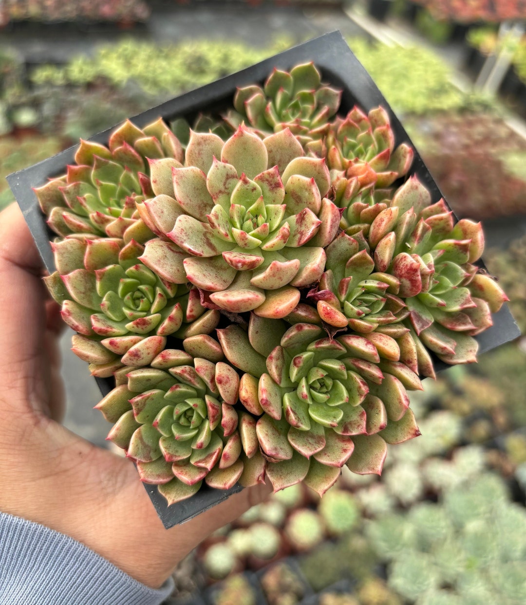 Rare Echeveria Olivia Succulent Cluster - Etsy