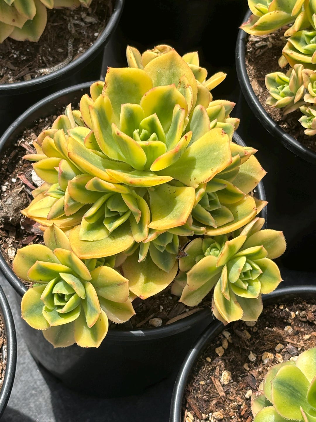 Rare Aeonium Floresense Variegata Succulent - Etsy