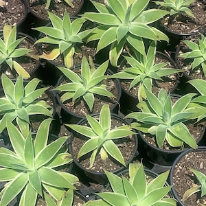 Rare Agave Variegated Attenuata Plant - Etsy