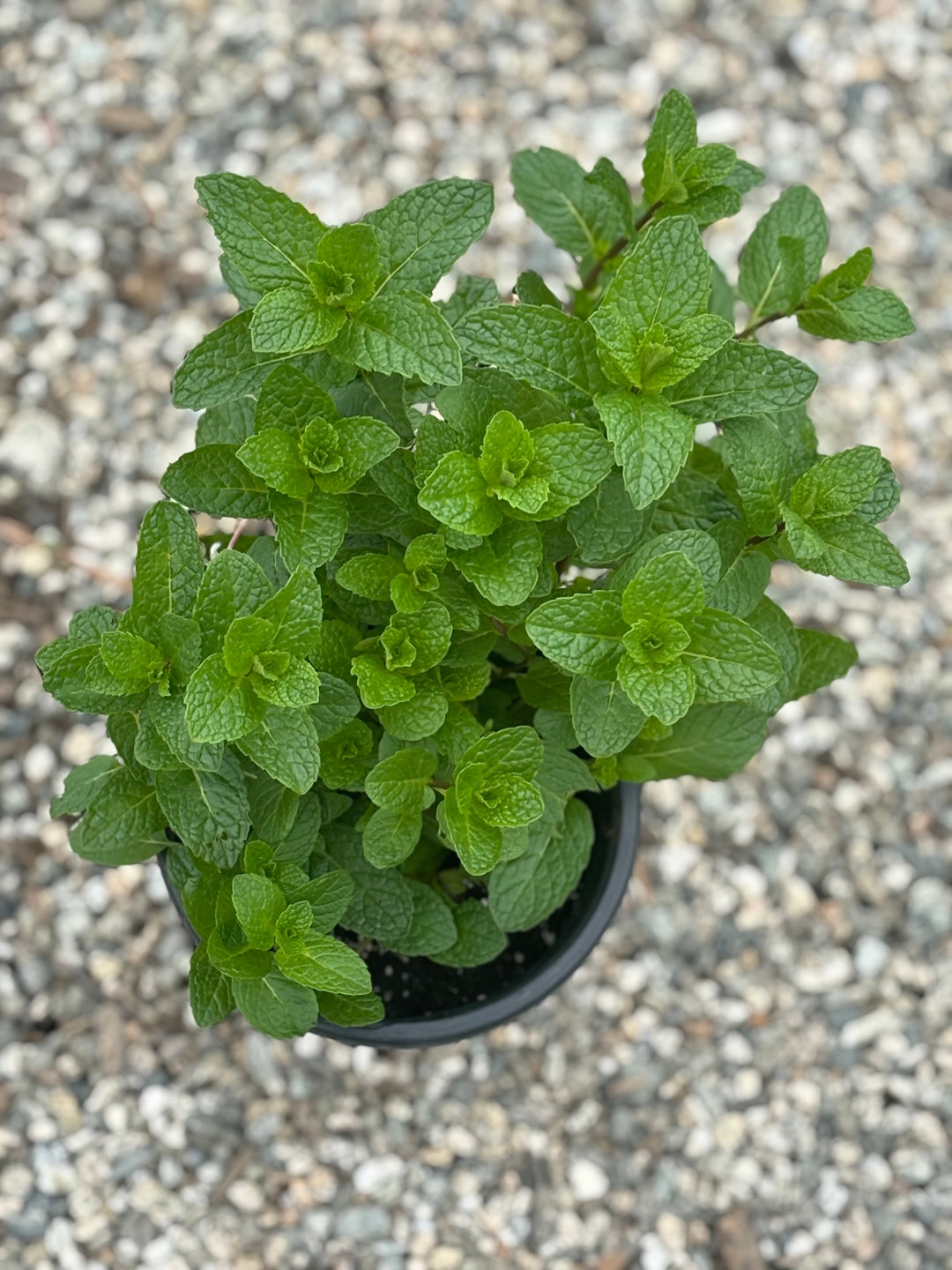 Live , Edible Peppermint Plant - Etsy