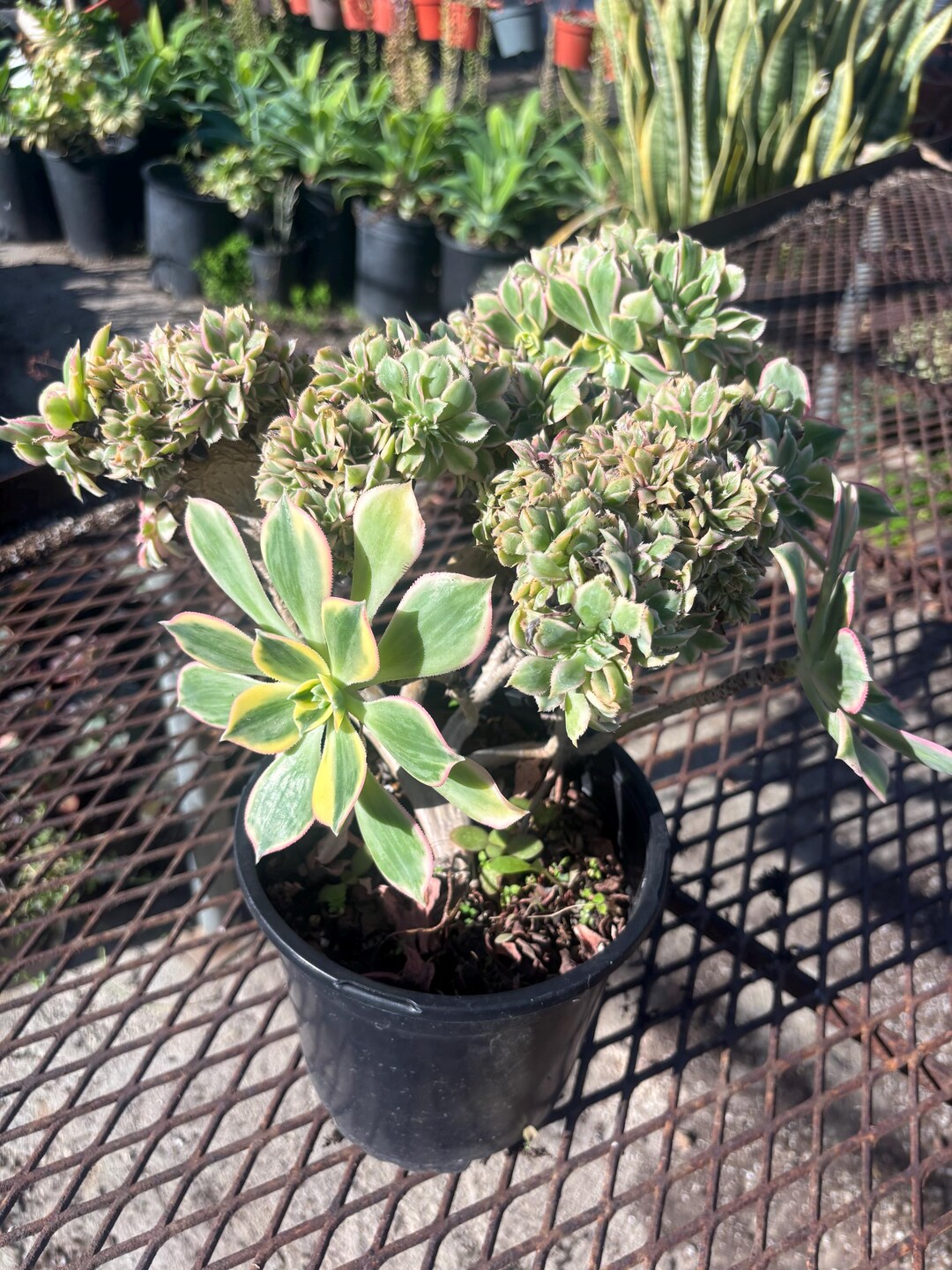 Rare Aeonium Sunburst Crested Succulent Plant - Etsy