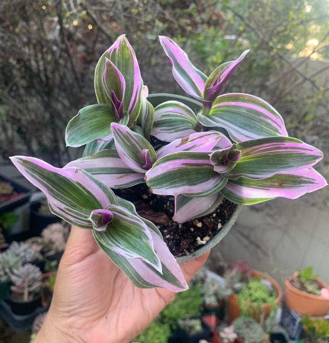 Tradescantia Nanouk (pink Wandering Jew) - Etsy